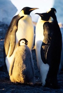 The Blue Planet: Season 1, Episode 8 | Rotten Tomatoes