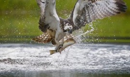 Wild Isles - Rotten Tomatoes