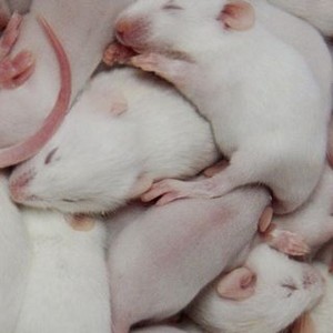 Rat Film - Rotten Tomatoes