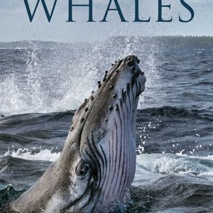Secrets of the Whales - Rotten Tomatoes