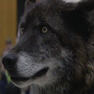 True Wolf - Rotten Tomatoes