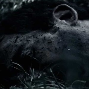 Lost Woods - Rotten Tomatoes