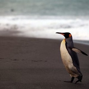 The Penguin King - Rotten Tomatoes