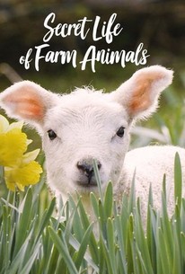 Secret Life of Farm Animals: Season 1 | Rotten Tomatoes