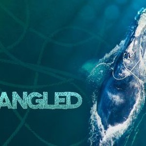 Entangled - Rotten Tomatoes