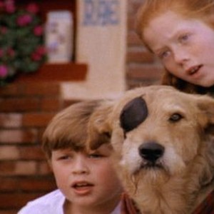 Sherlock Bones, Undercover Dog - Rotten Tomatoes