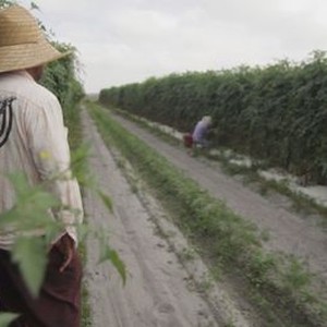 Food Chains - Rotten Tomatoes