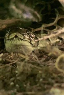 Swamp Wars: Season 1, Episode 4 | Rotten Tomatoes