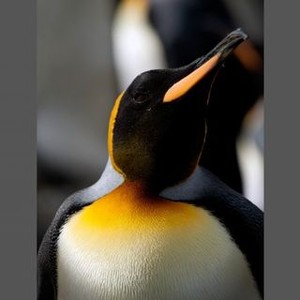 The Penguin King - Rotten Tomatoes