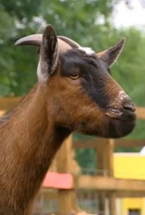 Big Barn Farm: Season 2, Episode 6 - Rotten Tomatoes