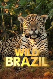 Wild Brazil (2014) | Rotten Tomatoes