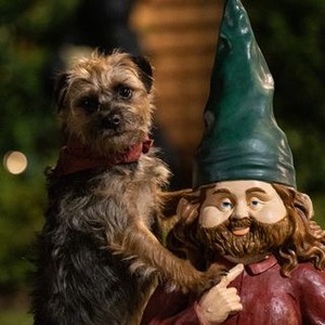 Strays - Rotten Tomatoes