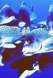 The Blue Planet: Season 1, Episode 3 | Rotten Tomatoes