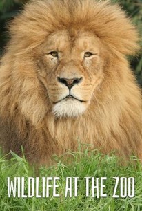 Wild Life at the Zoo: Season 2 | Rotten Tomatoes