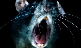 Rats - Trailers & Videos | Rotten Tomatoes