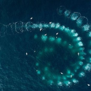 Whale Nation - Rotten Tomatoes