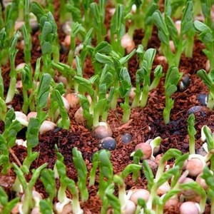 Fresh - Rotten Tomatoes