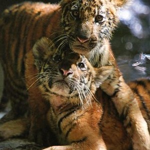 Two Brothers (2004) - Rotten Tomatoes