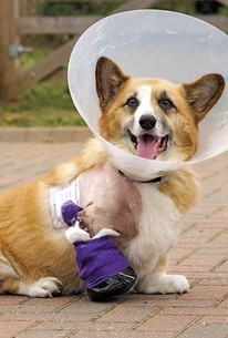 The Bionic Vet: Season 1, Episode 6 | Rotten Tomatoes