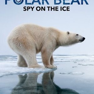 Polar Bear: Spy on the Ice - Rotten Tomatoes
