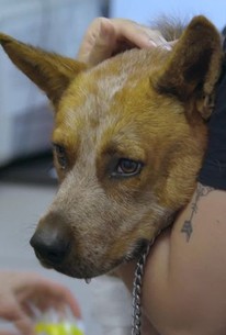 Desert Vet: Season 2, Episode 6 | Rotten Tomatoes