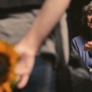 Floating Sunflowers - Rotten Tomatoes