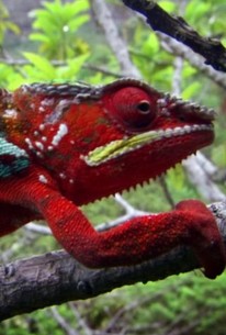 David Attenborough's Rise of Animals: Triumph of the Vertebrates ...