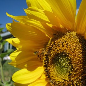 Queen of the Sun: What Are the Bees Telling Us? - Rotten Tomatoes