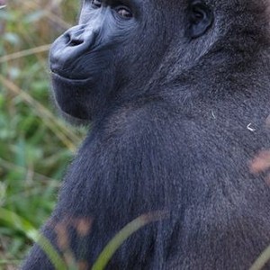 The Zoo: Season 1, Episode 1 - Rotten Tomatoes