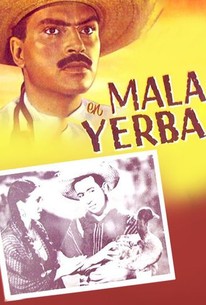 Mala Yerba | Cast and Crew | Rotten Tomatoes