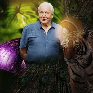 Life in Color With David Attenborough - Rotten Tomatoes