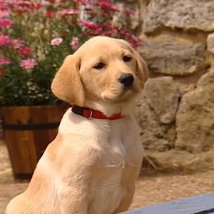 Big Barn Farm: Season 1, Episode 5 - Rotten Tomatoes