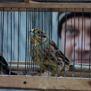 Silent Souls - Rotten Tomatoes