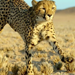 Big Cats - Rotten Tomatoes