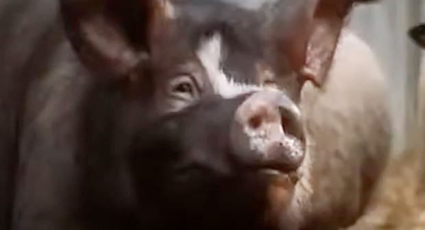 Napoleon Animal Farm 1999
