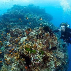 Mission Blue - Rotten Tomatoes