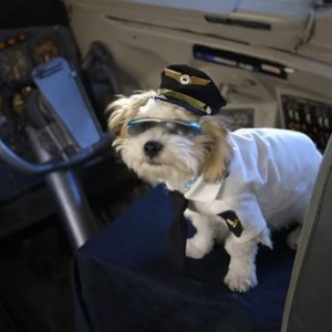 Mutt & Stuff: Season 1, Episode 23 - Rotten Tomatoes