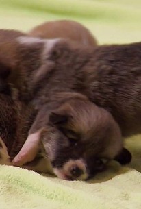 Too Cute!: Season 3, Episode 3 | Rotten Tomatoes