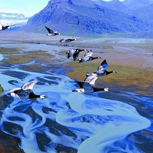 Winged Migration - Rotten Tomatoes