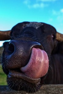 Zoofari: Season 1, Episode 13 | Rotten Tomatoes