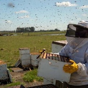 The Pollinators - Rotten Tomatoes