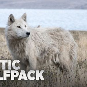 The Arctic Wolfpack - Rotten Tomatoes