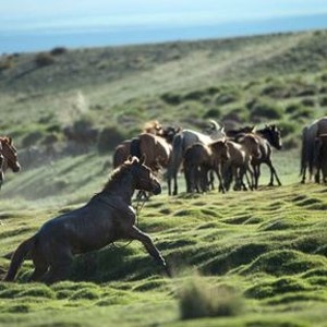 The Steed - Rotten Tomatoes