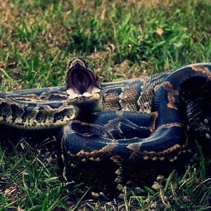 Swamp Wars: Season 1, Episode 6 - Rotten Tomatoes