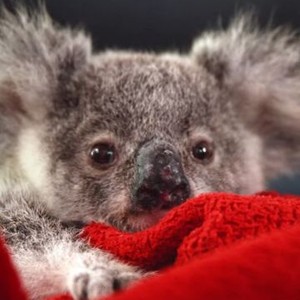 Izzy's Koala World - Rotten Tomatoes