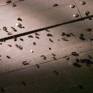 Destination: Infestation - Rotten Tomatoes