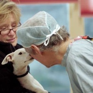 The Dog Doc - Rotten Tomatoes
