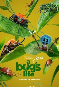 A Real Bug's Life | Rotten Tomatoes