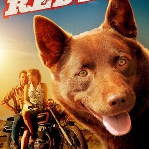 Red Dog - Rotten Tomatoes