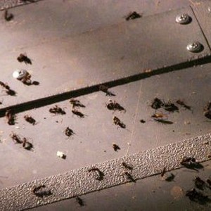 Destination: Infestation - Rotten Tomatoes